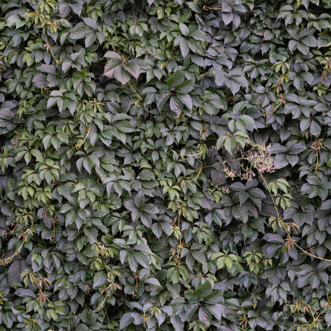 Vine texture Photo